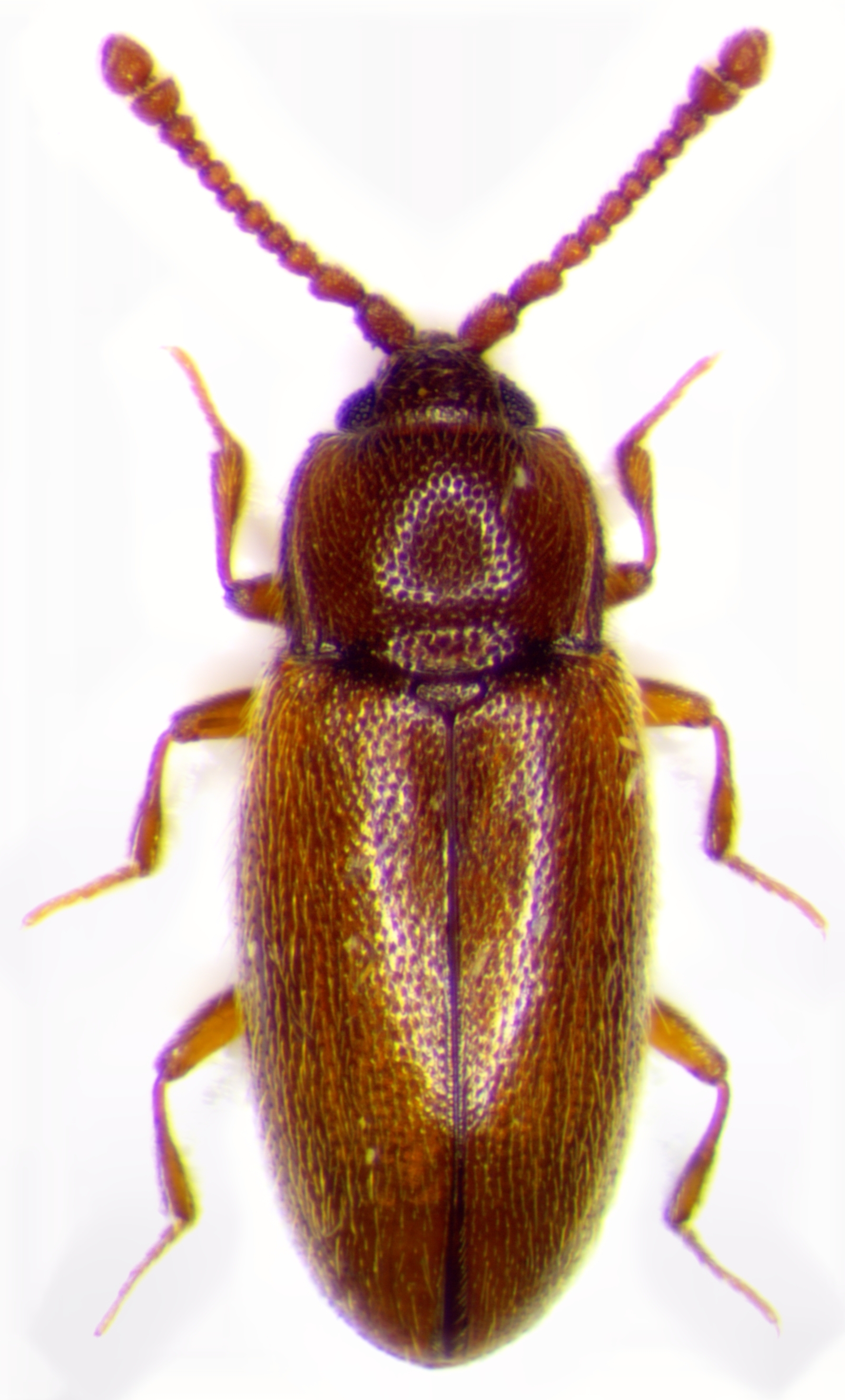 Cryptophagidae - Cryptophagidae (silken fungus beetles)